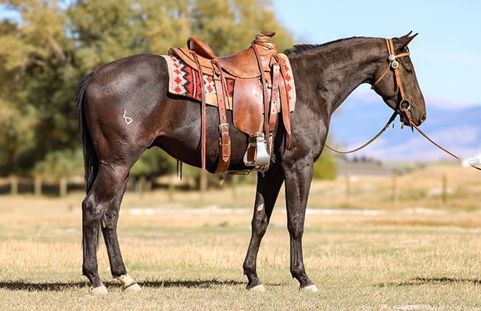 Video Catalog | University of Montana Western