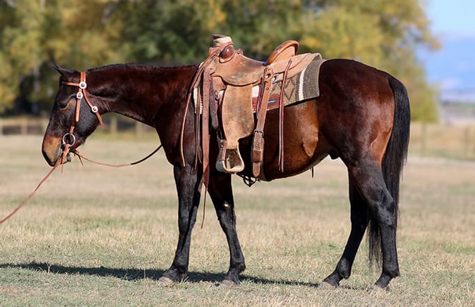Video Catalog | University of Montana Western