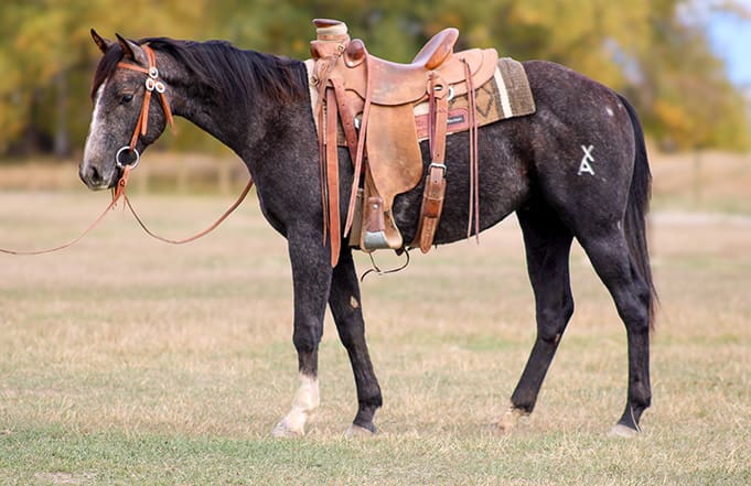 Video Catalog | University of Montana Western