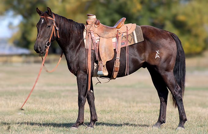 Video Catalog | University of Montana Western